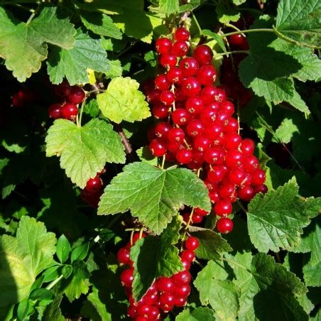 Redcurrant Rovada Ribes Rubrum Rovada
