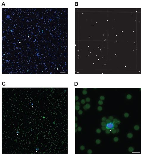 Affinity Based Isolation Of Tagged Nuclei From Drosophila Tissues For Gene Expression Analysis