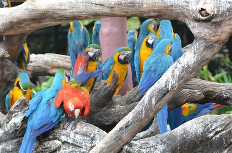 Macow Billeder Gennemse 94 Stockfotos Vektorer Og Videoer Adobe Stock