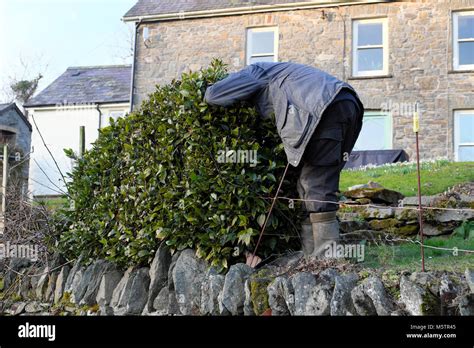 A Man Bending Over Head Stuck In Bay Tree Shrub In Country Garden While Putting Up Electric