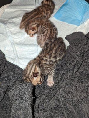 Help Determining The Sex Of My Kittens TheCatSite