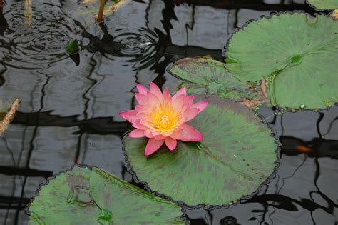 5000 무료 연꽃 And 자연 이미지 Pixabay