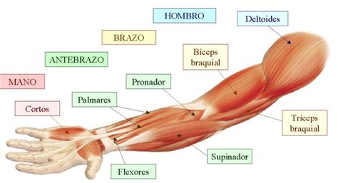 Ciencias Naturales Primaria El Sistema Muscular