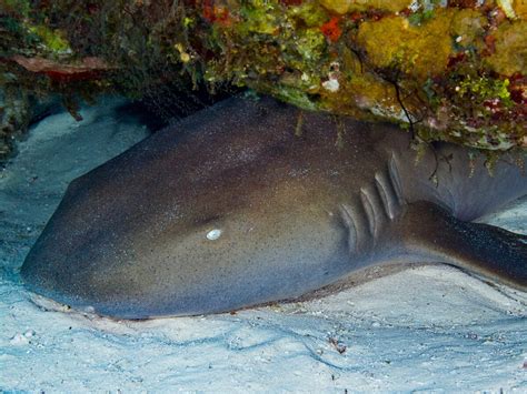 Types Of Sharks In The Caribbean