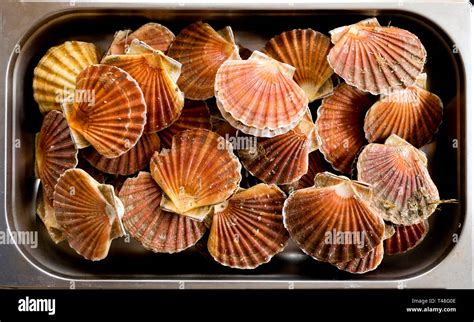 Scallops In Shell Hi Res Stock Photography And Images Alamy