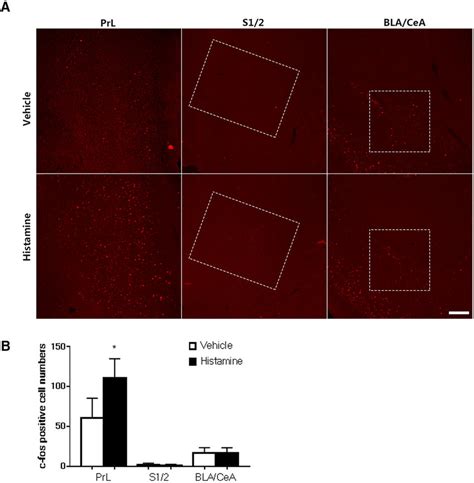 C Fos Expression In Prelimbic Cortex Somatosensory Cortex And Download Scientific Diagram