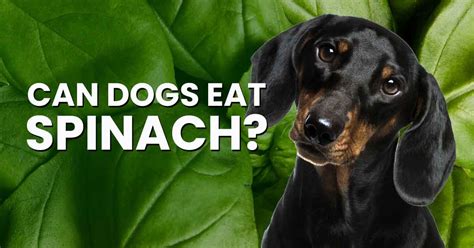 Can Dogs Eat Spinach Dogs Naturally