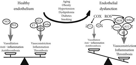 Pathophysiology Of Endothelial Dysfunction Healthy Endothelium Download Scientific Diagram