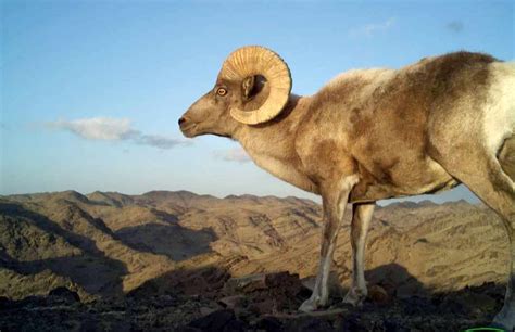 Э СЭРЖМЯДАГ ТОСТ ТОСОН БУМБЫН НУРУУ БОЛ ХАМГИЙН ХОВОР ЗЭРЛЭГ АМЬТАД АМЬДАРДАГ ОНЦГОЙ БҮС НУТАГ