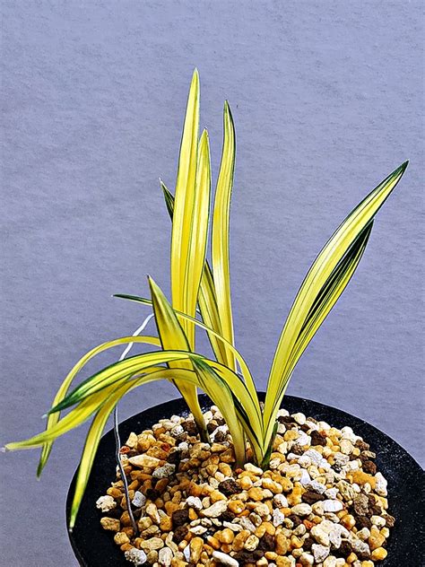 난개척자 남해 한국춘란 난초 춘란 蘭 산채품 종자목 명명품 화예품 엽예품