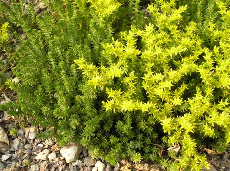 Sedum Sexangulare The Plant Broker