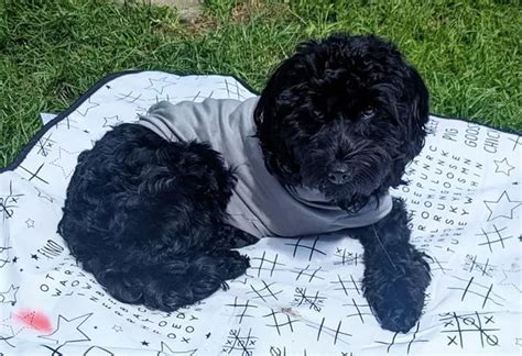 Xl Bully Ripped Leg Off My Cockapoo As Blood Gushed All I Could Do