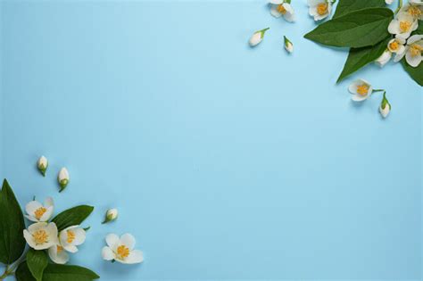 파란색 배경에 향기로운 흰색 재스민 꽃이 있는 평평한 배치 구성 평면도 문자를 위한 공간 0명에 대한 스톡 사진 및 기타 이미지 Istock