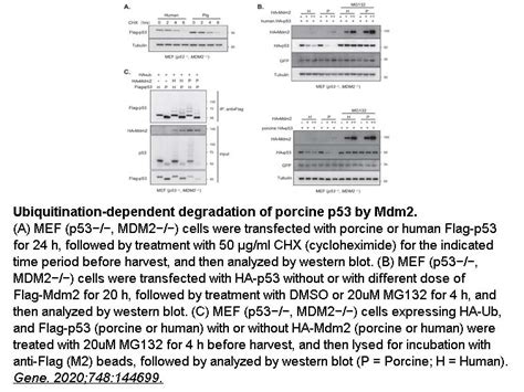 美国apexbio中文官网 Mg 132proteasome Inhibitor Cell Permeable Reversible