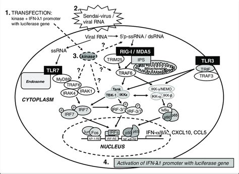 Schematic Illustration Of The Innate Immunity Signalling Pathways And Download Scientific