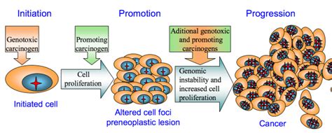 Carcinogenesis Phases Initiation Promotion Progression And