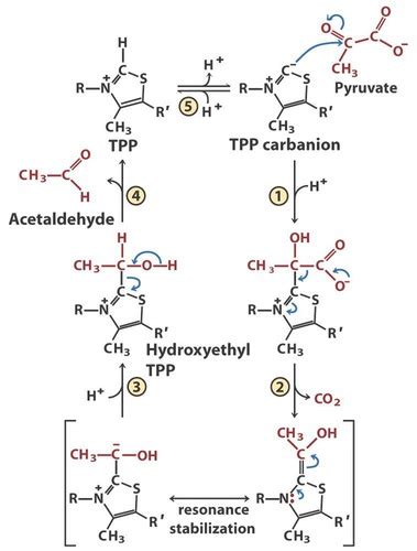 Week 8 Pyruvate And Vitamins Pyruvate Dehydrogenase And The Citric Acid Cycle Flashcards Quizlet