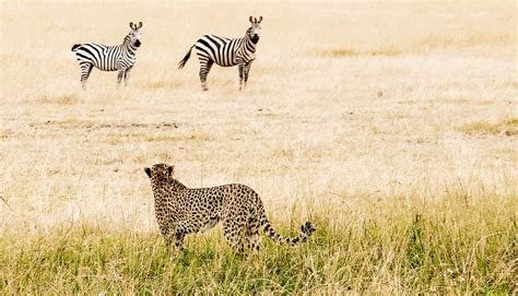 Why Dont Predators Ever Totally Wipe Out Their Prey Futurity