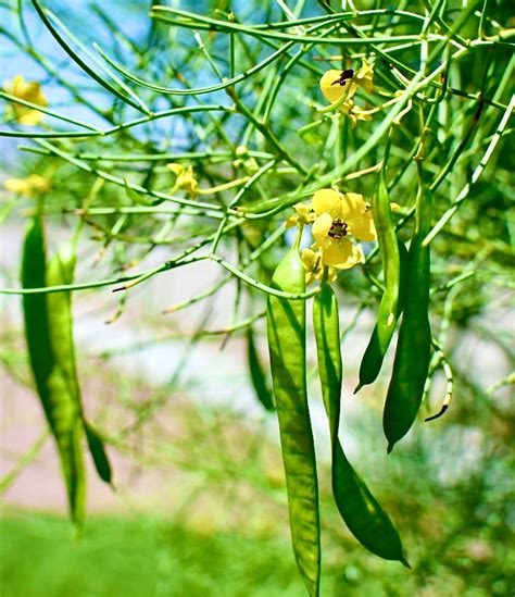 Bunga Mawar Cinta Foto Gratis Di Pixabay Pixabay