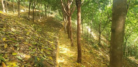 တရုတ် မြန်မာဖက်စပ် ကုမ္ပဏီနှစ်ခုကို ကချင်တွင် စိုက်ပျိုးရေးလုပ်ငန