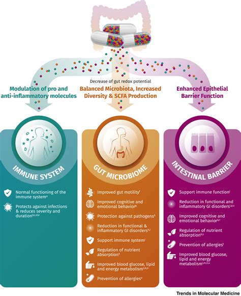 Gut Microbiota Function
