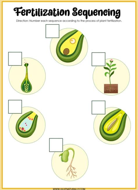 Angiosperm Reproduction Worksheet Printable Pack Tpt