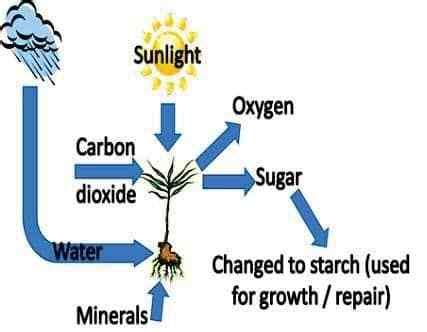 Writing Task 1 Process Diagram