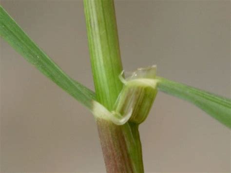 Annual Ryegrass College Of Agriculture Forestry And Life Sciences