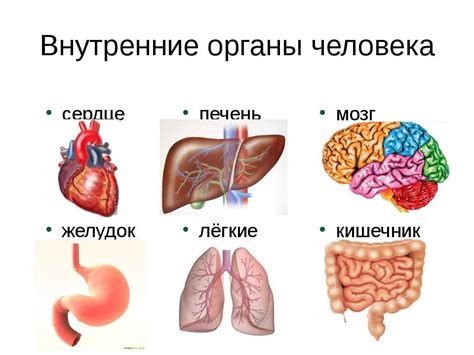Картинки внутреннее строение человека 44 фото