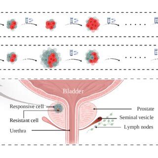 Illustration Of Androgen Deprivation Therapy ADT And Intermittent Download Scientific Diagram