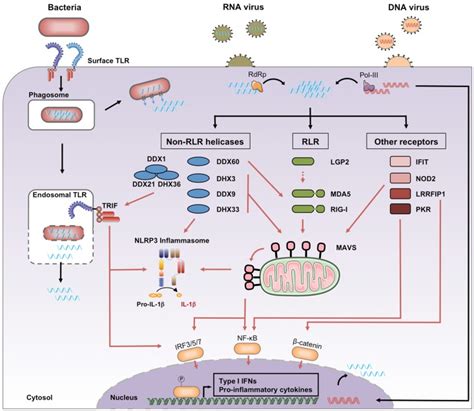 Cytosolic Recognition Of Microbial Rna Genomic Rna From Rna Viruses