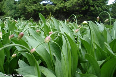 Allium Victorialis • Floravegeu