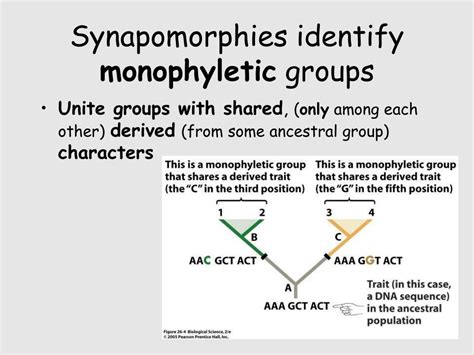 Ppt Phylogenies And Classifying Species Aka Cladistics And Taxonomy Powerpoint Presentation Id