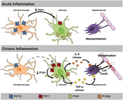 Frontiers Purinergic Receptors In Neurological Diseases With Motor