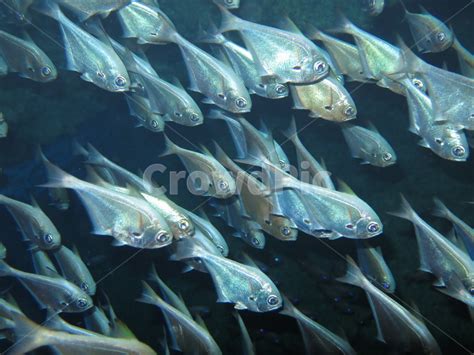 바다속 물고기떼 물고기 무리 물고기무리 사진이미지일러스트캘리그라피 레옹이작가