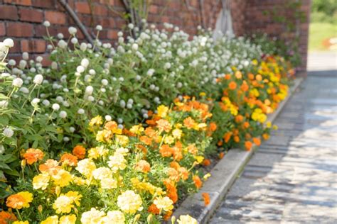 ガーデニングは健康にも良いシニアにおすすめの家庭菜園 終活Life