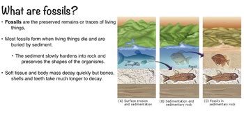 Fossil Powerpoint By Christine Keller TPT