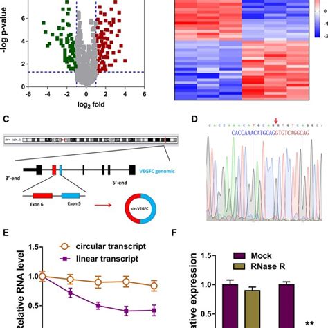 Circular Rna Microarray Revealed The Novel Circvegfc In Hg Induced
