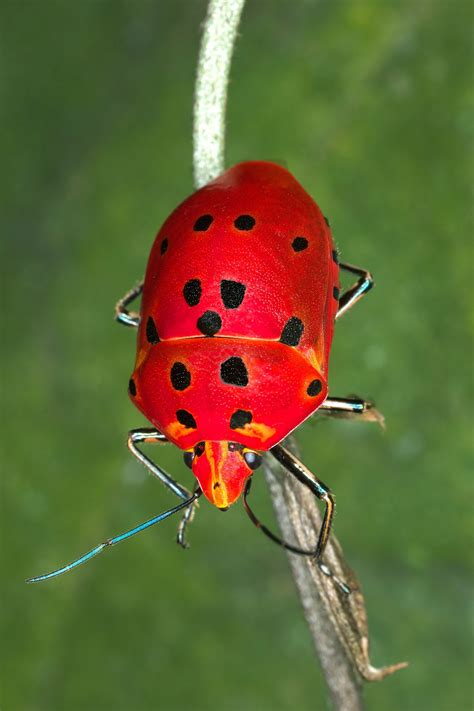 Leafhopper Nymph Cicadellidae Artofit