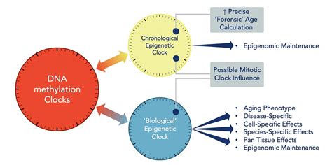 Dna Methylation Aging Clocks Platform Medizzy