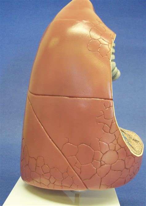 Right Lung Diagram Quizlet Right Lung Diagram Quizlet