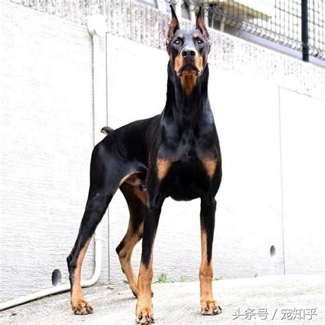 帅气的大型犬 最英俊的大型犬 大山谷图库