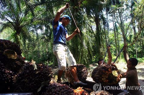 열대우림 파괴 팜유 대체 길 열리나신개발 효모 주목 연합뉴스