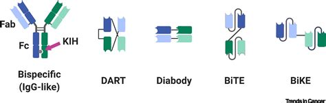 Bispecific Antibodies For Triple Negative Breast Cancer Trends In Cancer