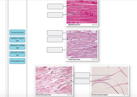 Solved Label Each Structure Labels May Be Used More Than Chegg Com