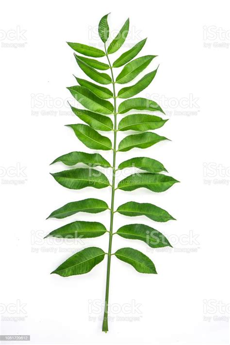 잎은 흰색 배경에 고립입니다 열 대 식물의 녹색 잎 봄 시간 배너 환경 개념 0명에 대한 스톡 사진 및 기타 이미지 0명 가득 찬 개념 Istock