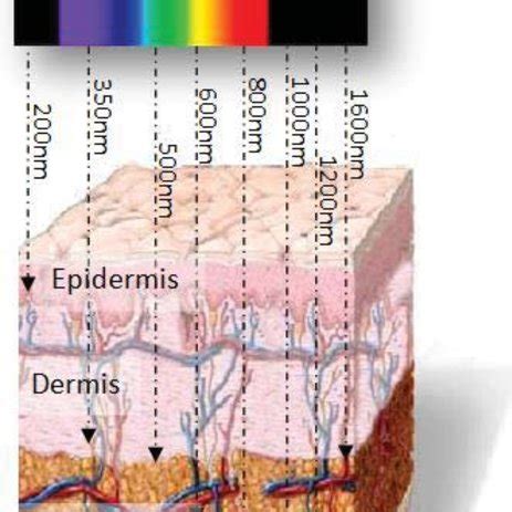 Light Penetration Into Human Skin According To Wavelength Arrow Tips