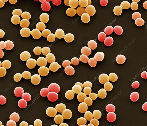 Enterococcus Faecalis Bacteria Sem Stock Image B236 0186 Science Photo Library