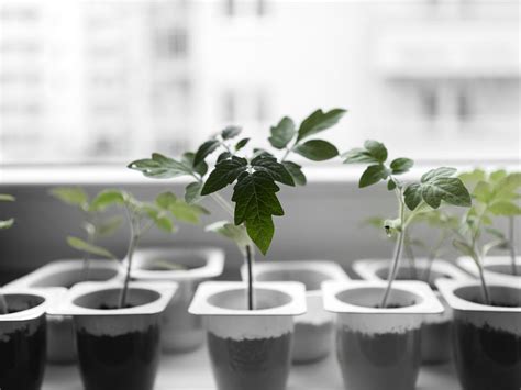 Як за допомогою настою з родзинок виростити міцну розсаду