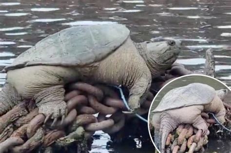 Massive ‘chonkosaurus Snapping Turtle Is Hot Tourist Attraction